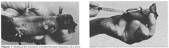 이화실험동물유전체연구센터